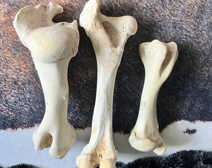 Large Real Cow Leg Bone | Ethically Sourced Bone for Carving, Crafting ...