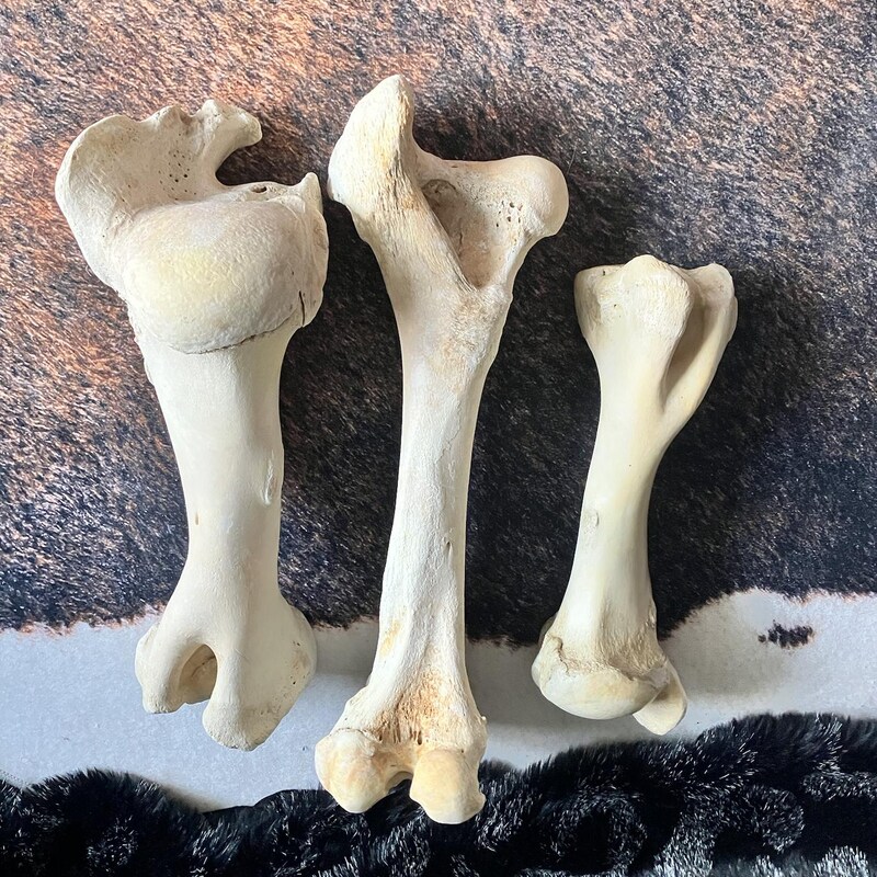 Bone Carving - Etsy