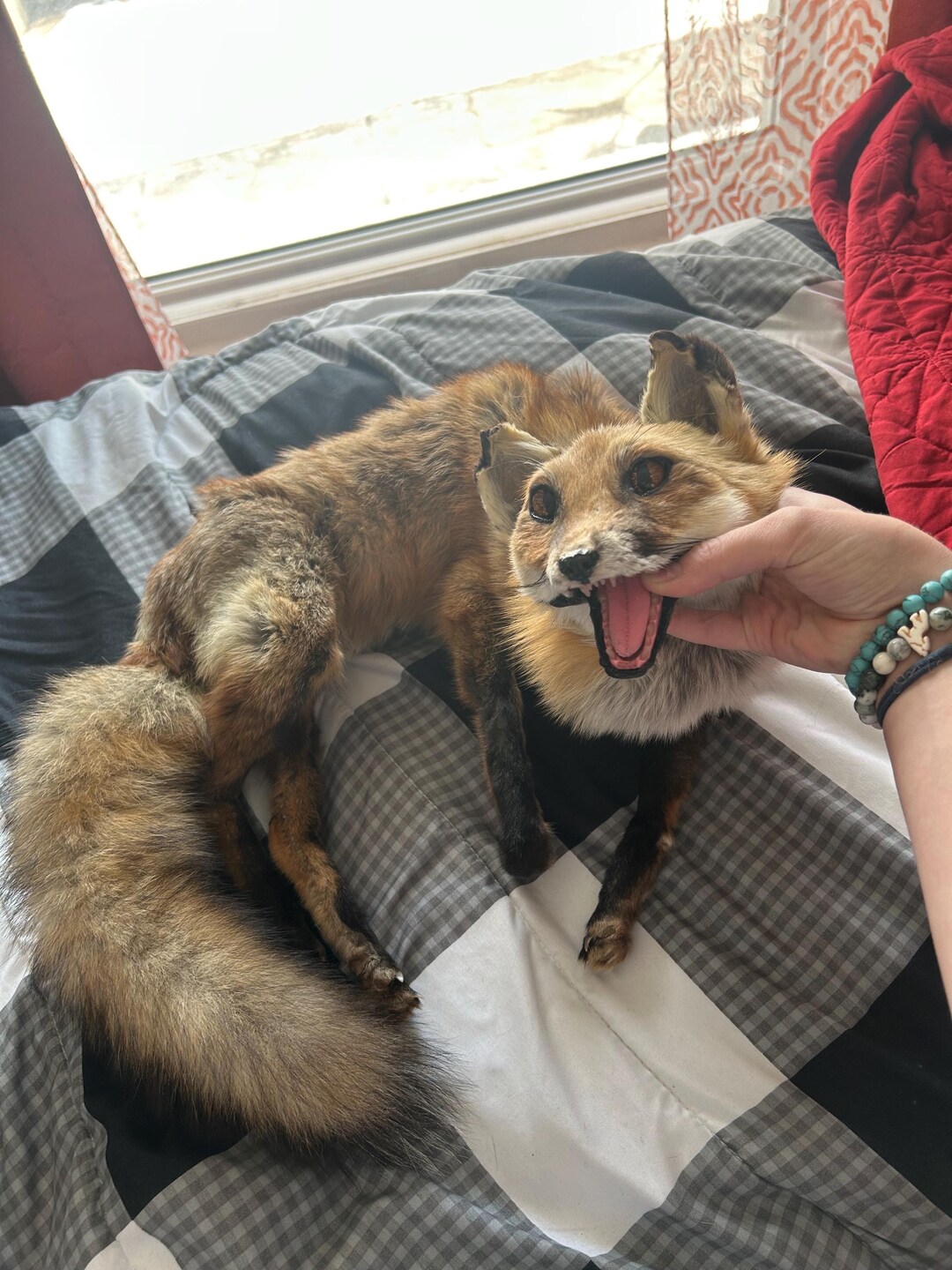 Soft Mount Red Fox Taxidermy With Open Mouth and Custom Sculpted Teeth ...