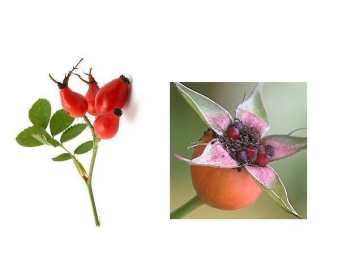 Rosehip Seed Oil 100% Pure Cold Pressed Virgin Anti-aging - Etsy