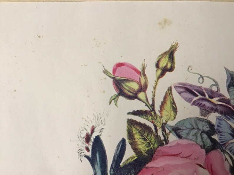 Vintage Paul Jerrard Botanical Print Framed Floral Bouquet - Etsy