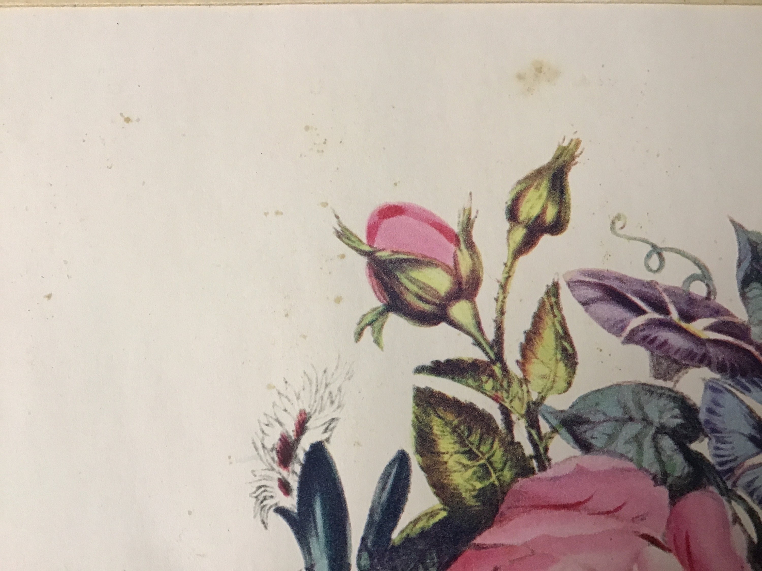 Vintage Paul Jerrard Botanical Print Framed Floral Bouquet - Etsy