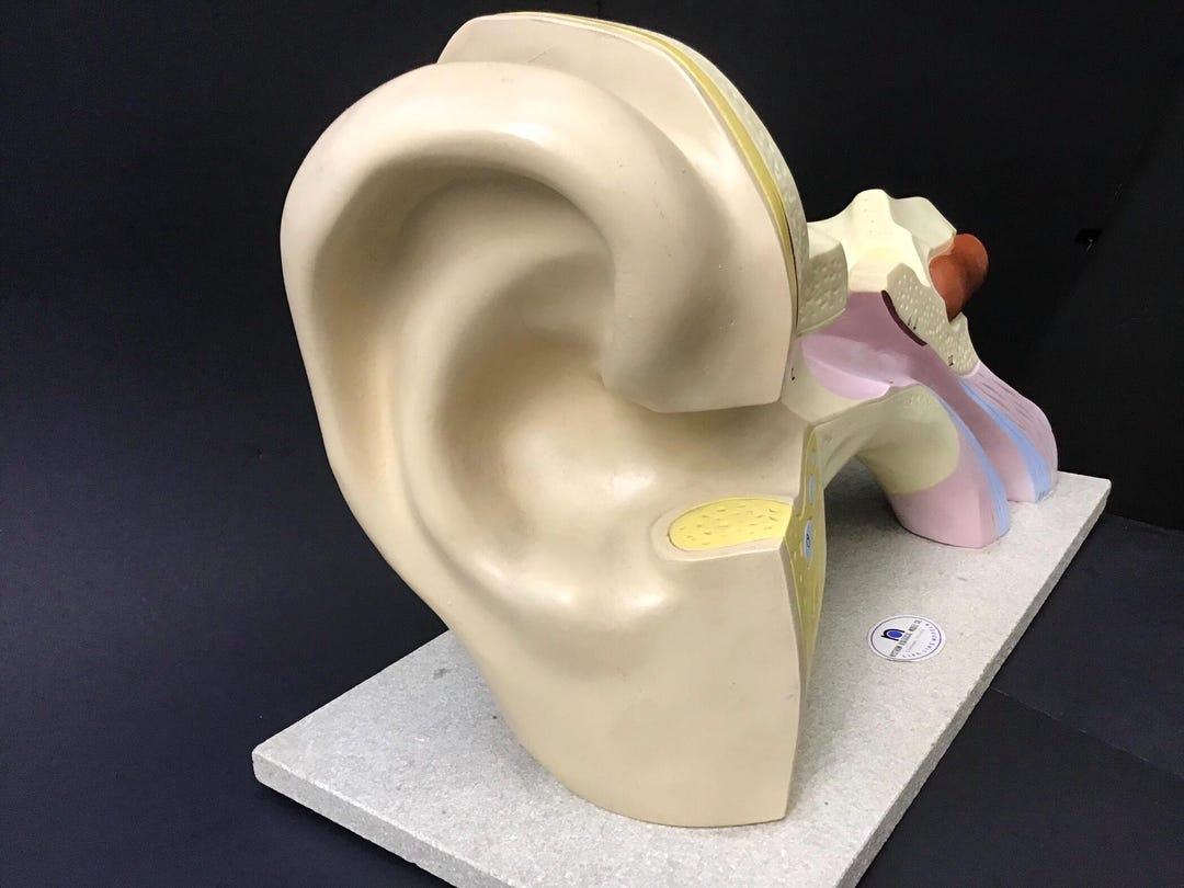 Vintage Anatomical Human Ear Model Large Nystrom Biological Model - Etsy