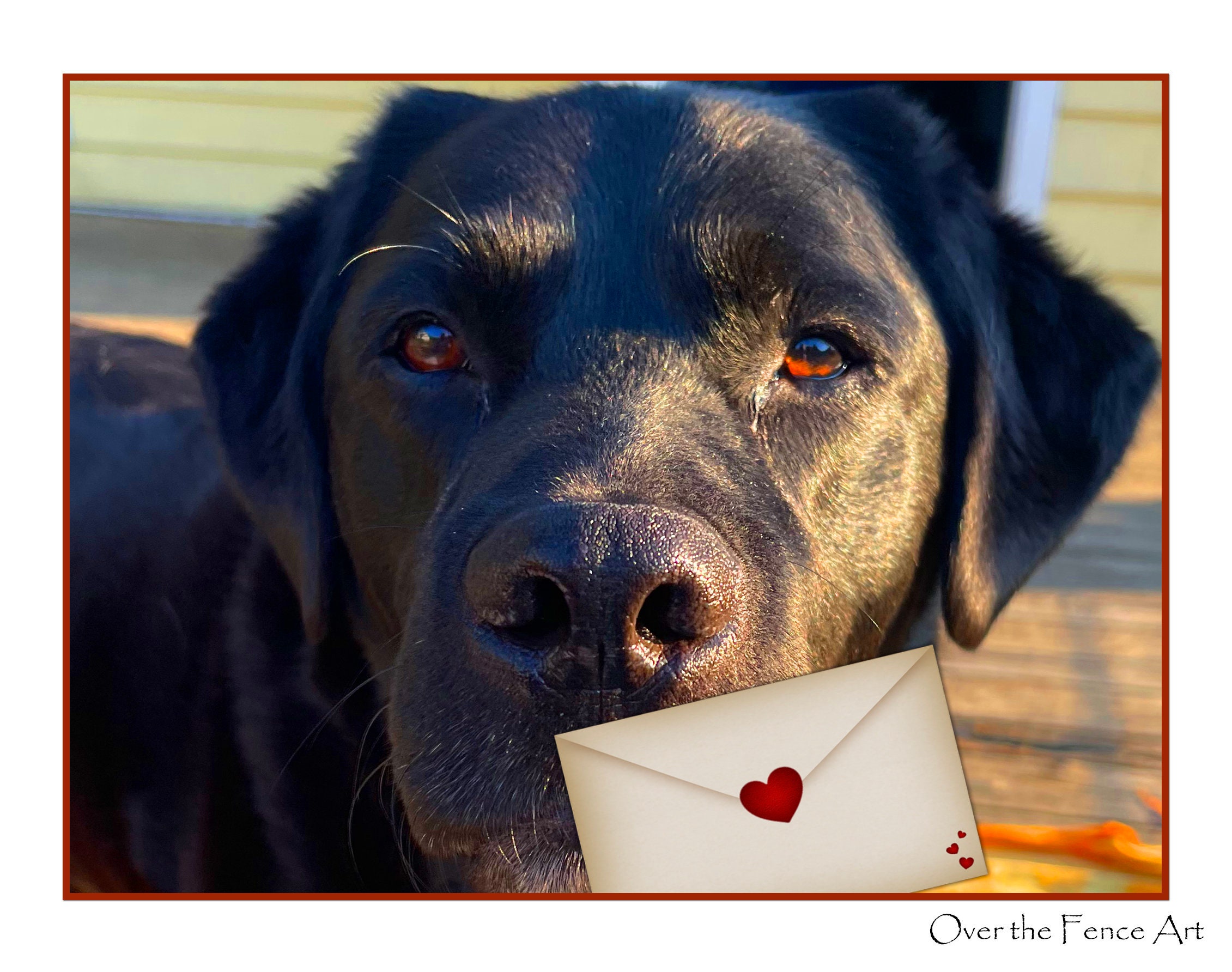 Photo Greeting Card Loving Labrador Sends Your Loved Ones - Etsy