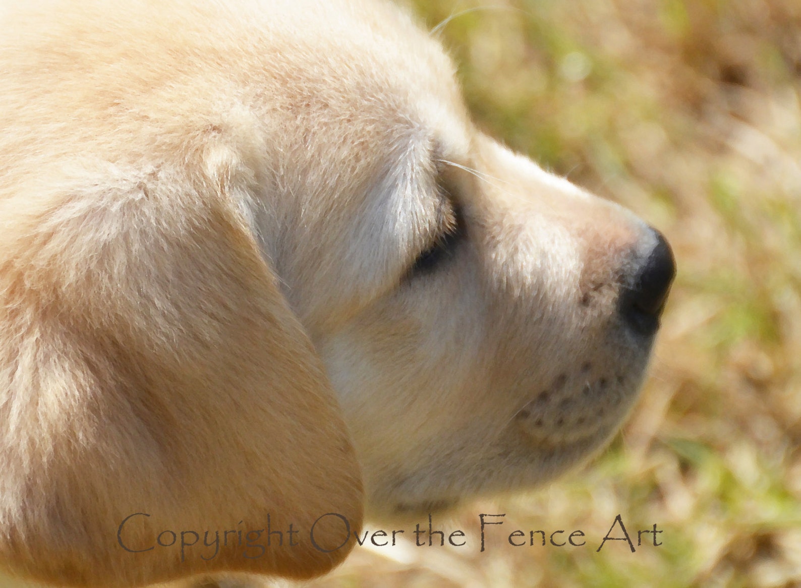 YELLOW LABRADOR PUPPY Greeting Card, Dog Portrait, Dog Lover Gift ...