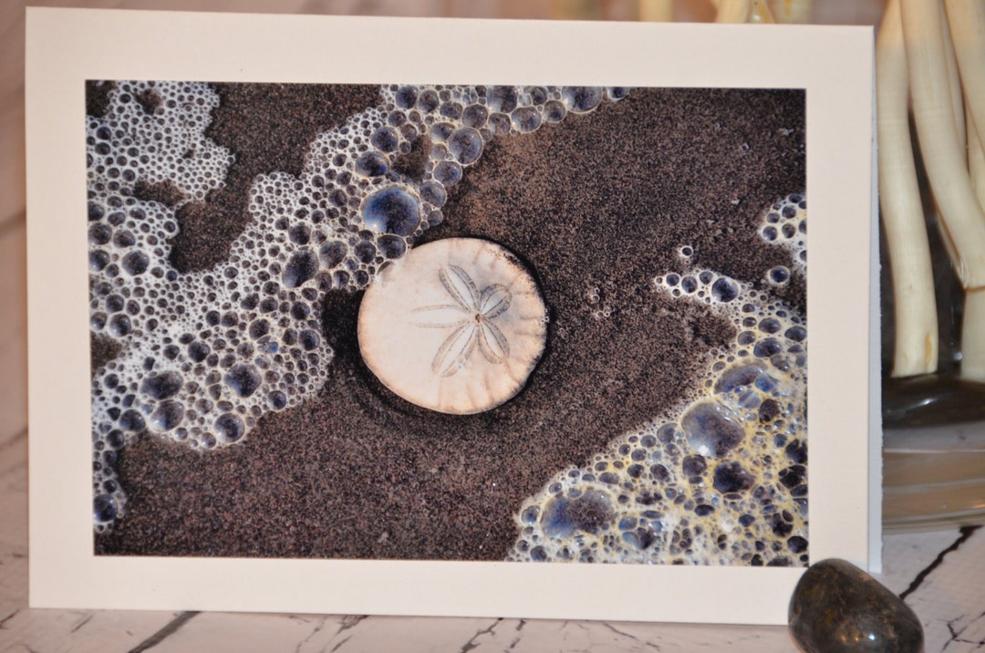 Beach Photo Greeting Card Sand Dollar - Etsy