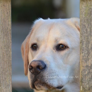 YELLOW LABRADOR Card Dog Peeks Through Fence Animal Art Dog Art Animal ...