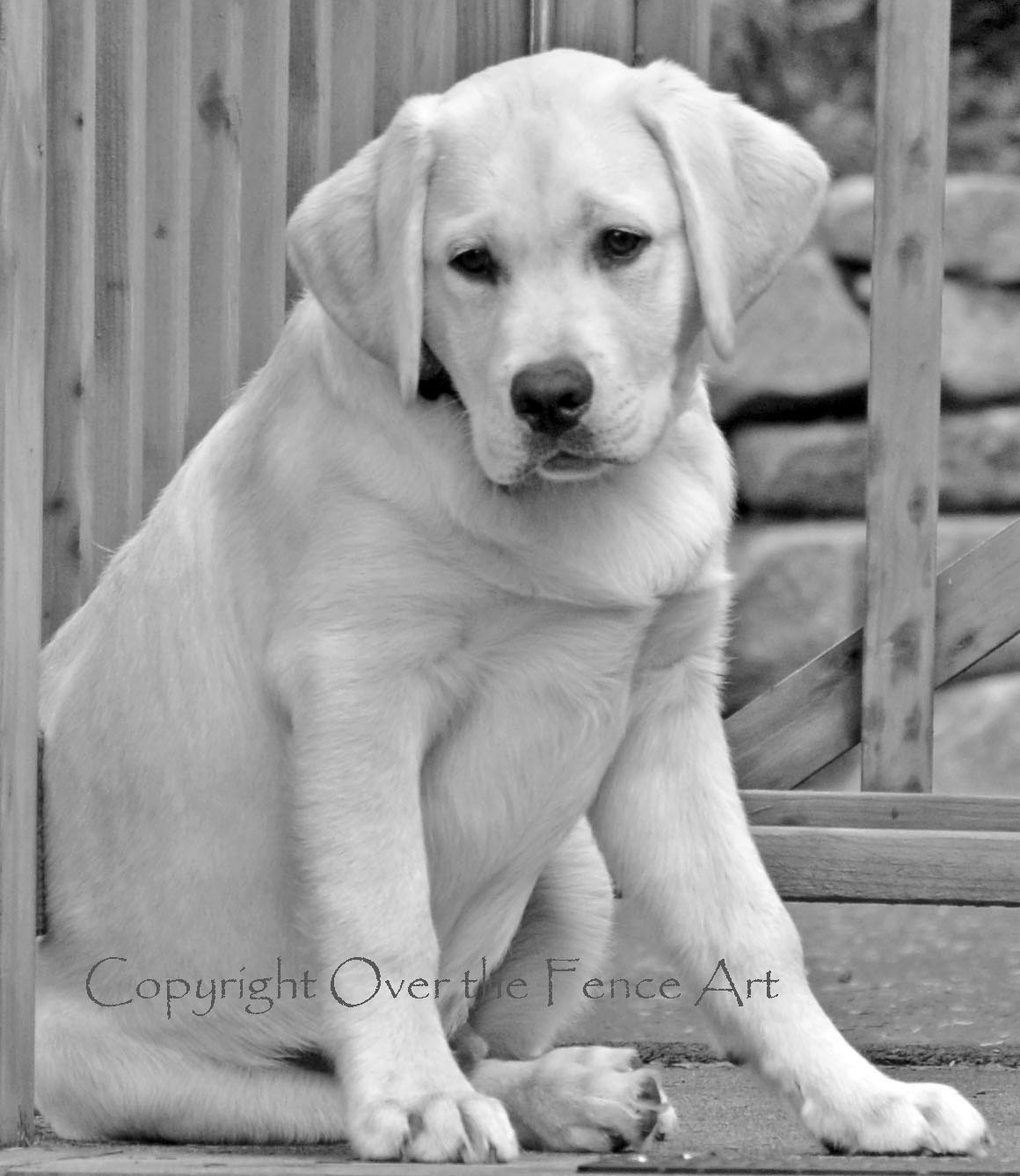 White And Yellow Labrador Retriever