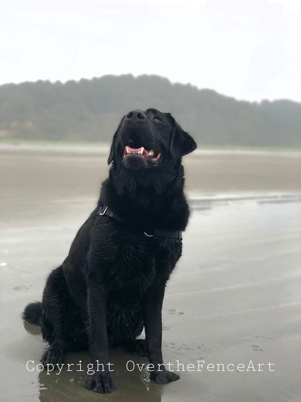 Black Labrador Fine Art Photo Card Salty Sea Dog Watches the - Etsy