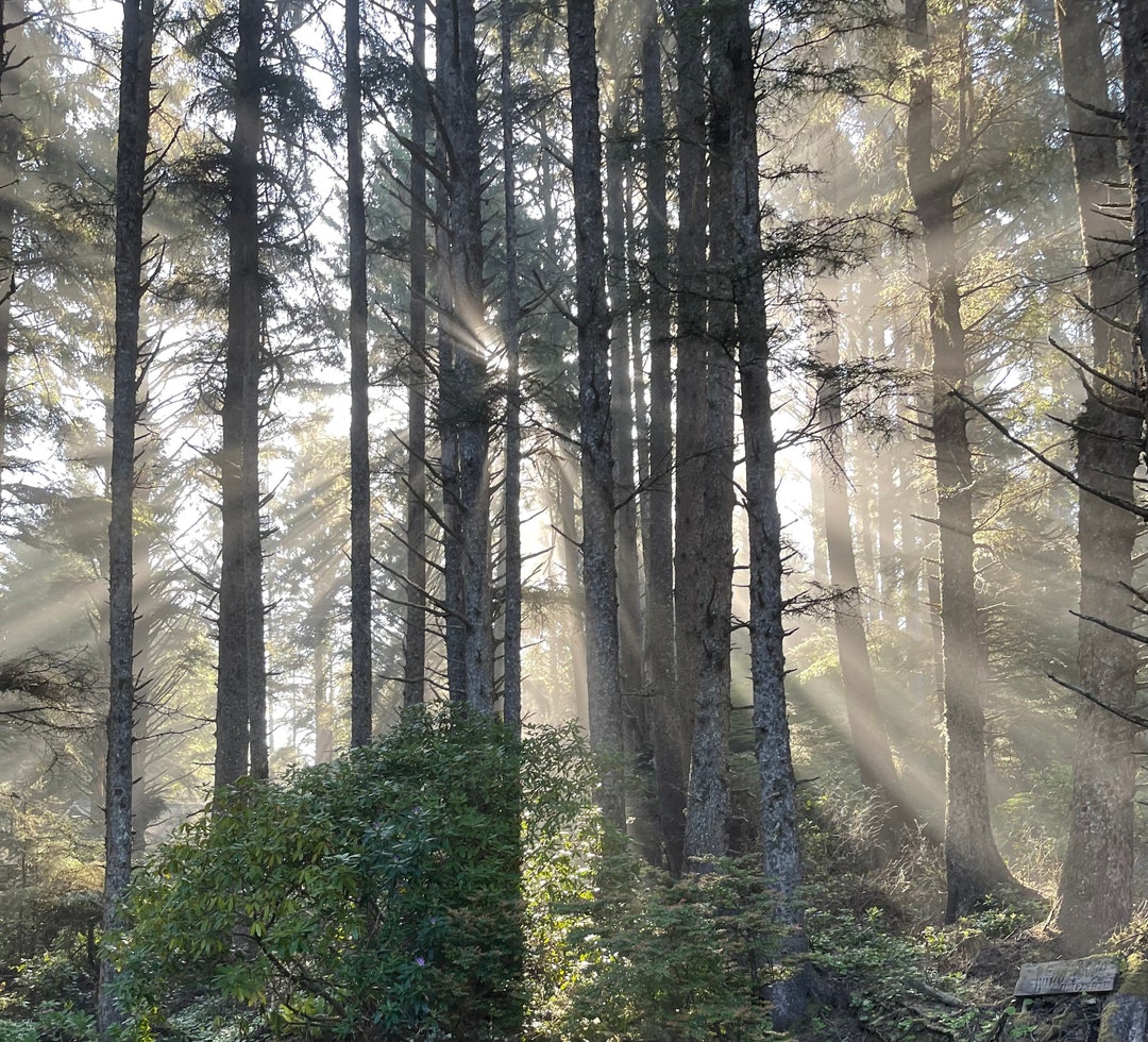 Morning Sunrise Through the Trees, Copalis Beach Photo Card, Blank ...
