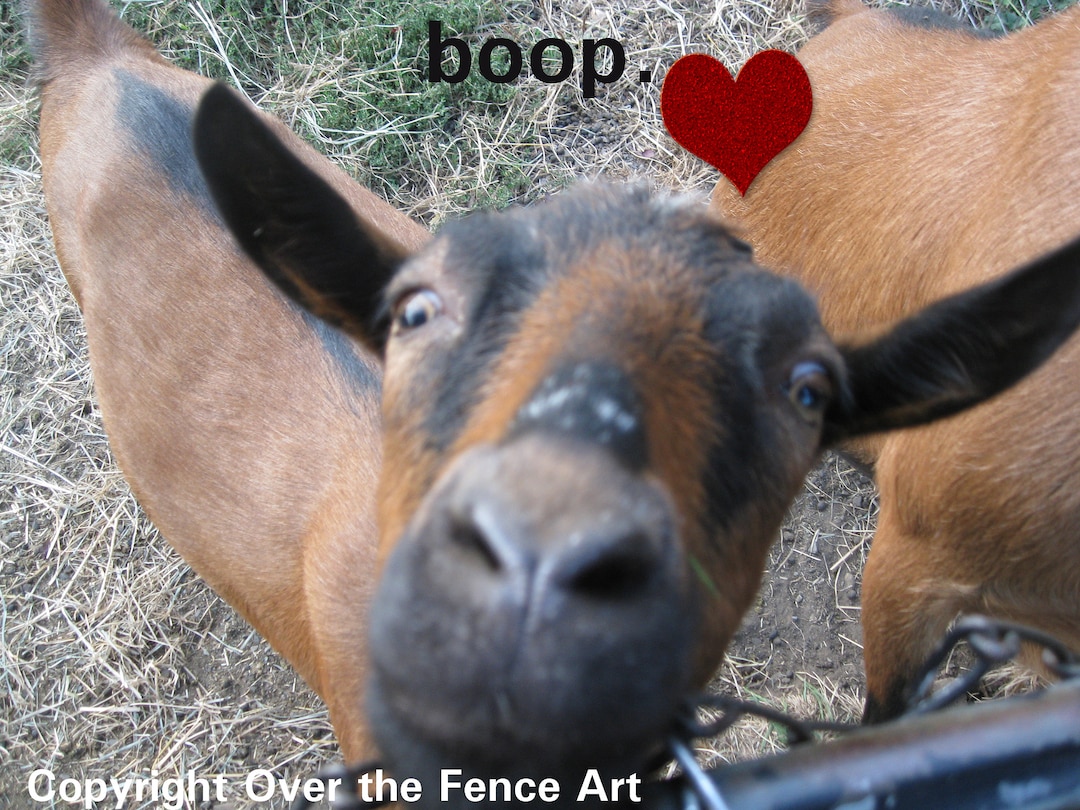 Goat Love Greeting Card, Birthday Card, Wedding Card, Father's Day Card ...