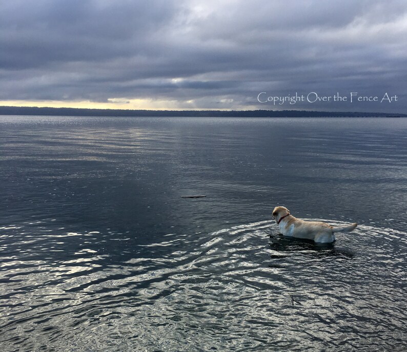 Yellow Labrador Greeting Card, Dog Photography, Yellow Labrador the ...