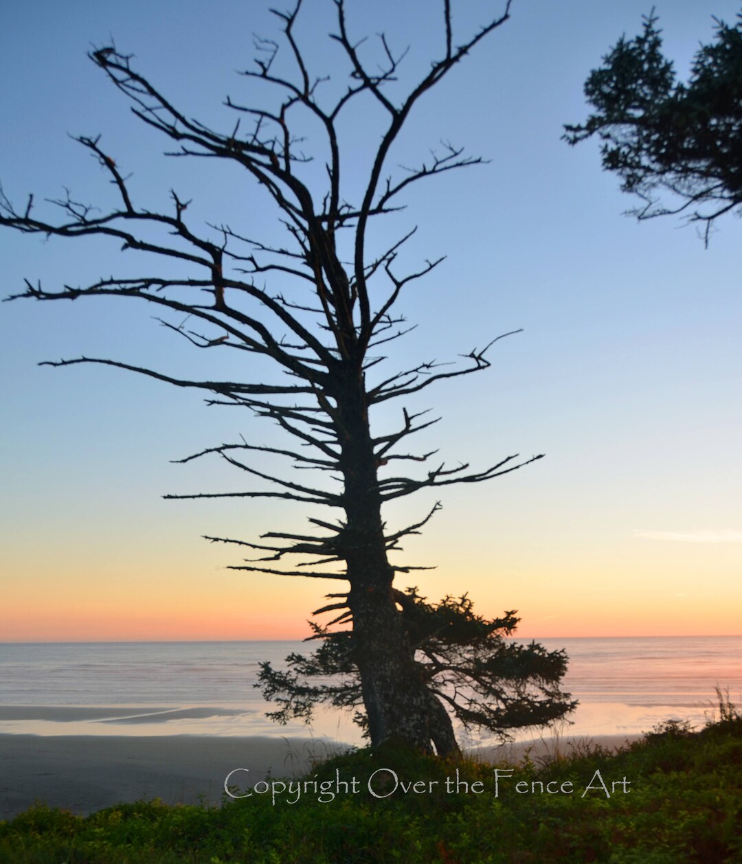 Weathered Tree Photography, Beach Photo Card, Handmade Photo Greeting ...