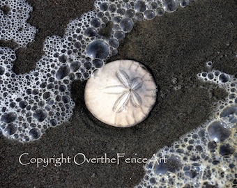 Beach Photo Greeting Card Sand Dollar | Etsy