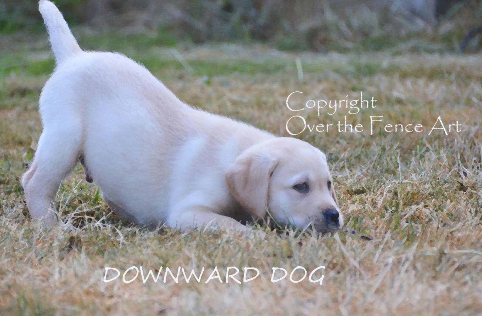 Dog Card Downward Dog Funny Yellow Labrador Does Yoga - Etsy