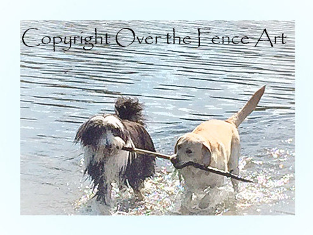 Bearded Collie Card and Labrador Play With Stick Dog Photography - Etsy
