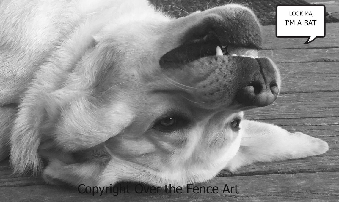 Dog Card Funny YELLOW LABRADOR Greeting Card Labrador Does His Best Bat ...