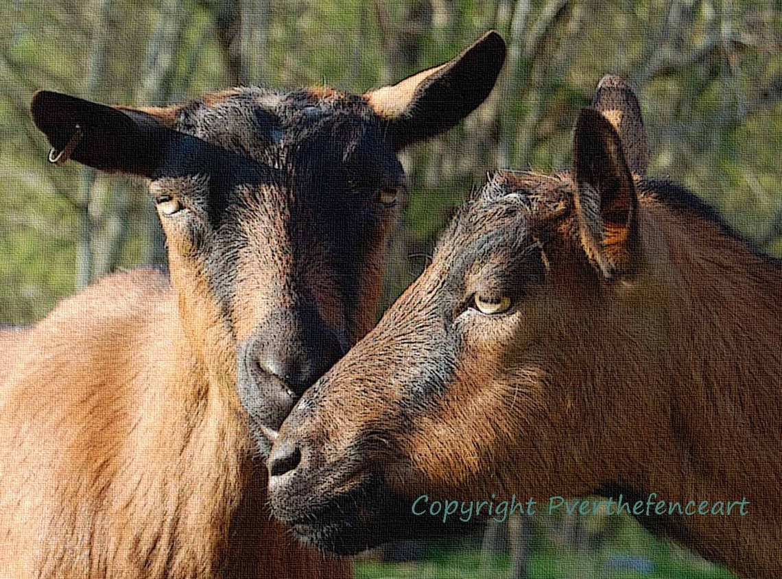 Goat Card, Pet Photography, Best Friend, Goats Share a Kiss, Greeting ...