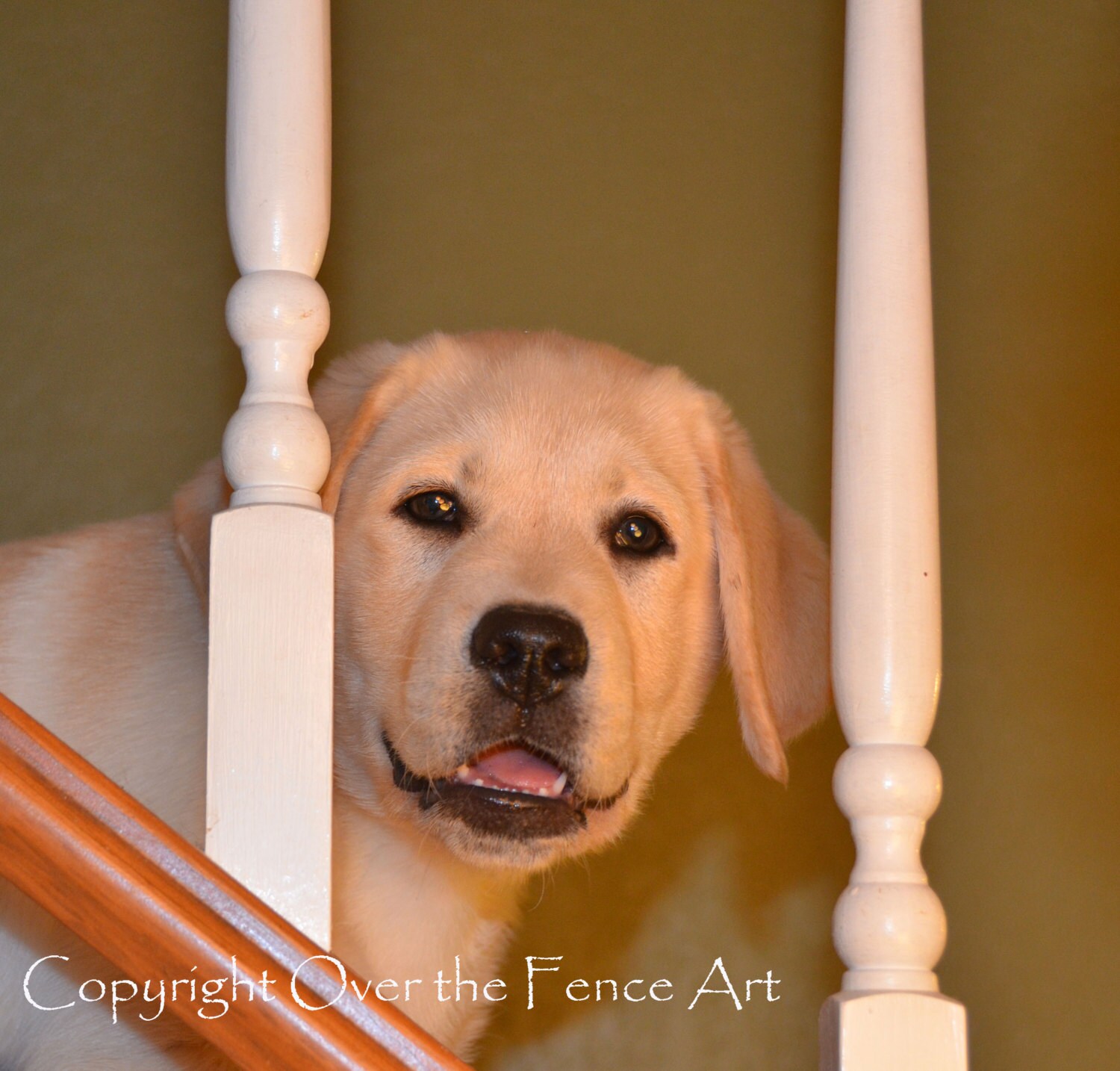How Much Food For A 80lb Labrador