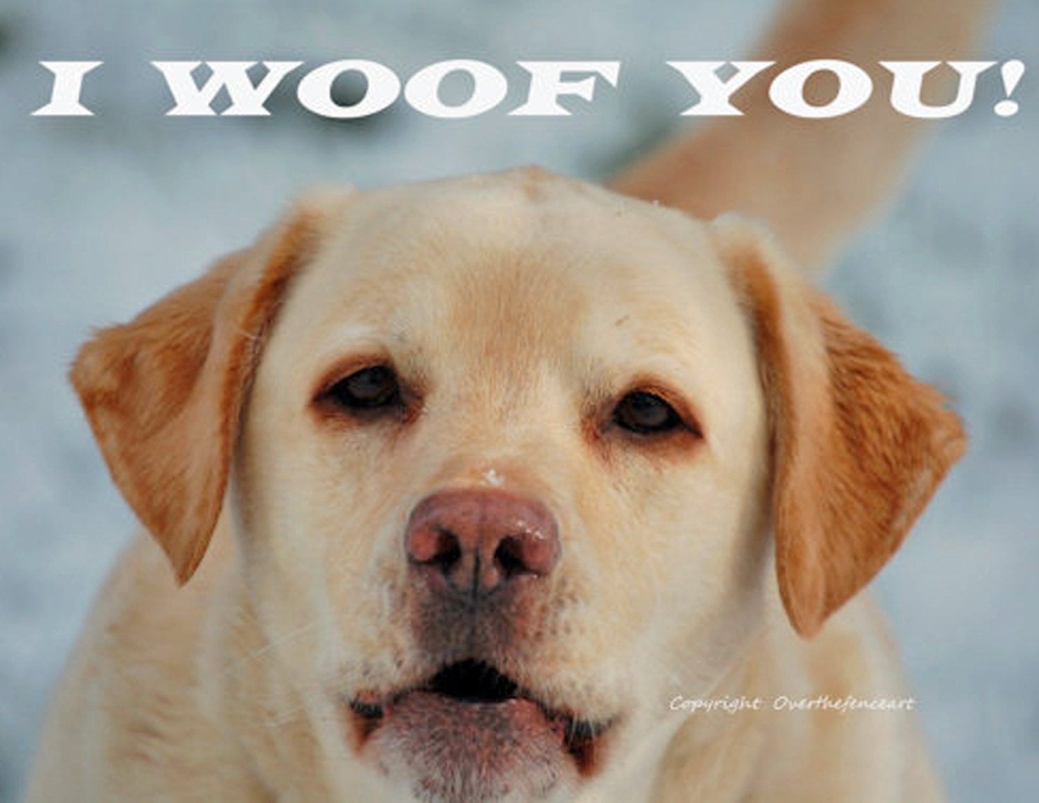 LABRADOR Greeting Card, Animal Photography, Pet Photography , Photo ...