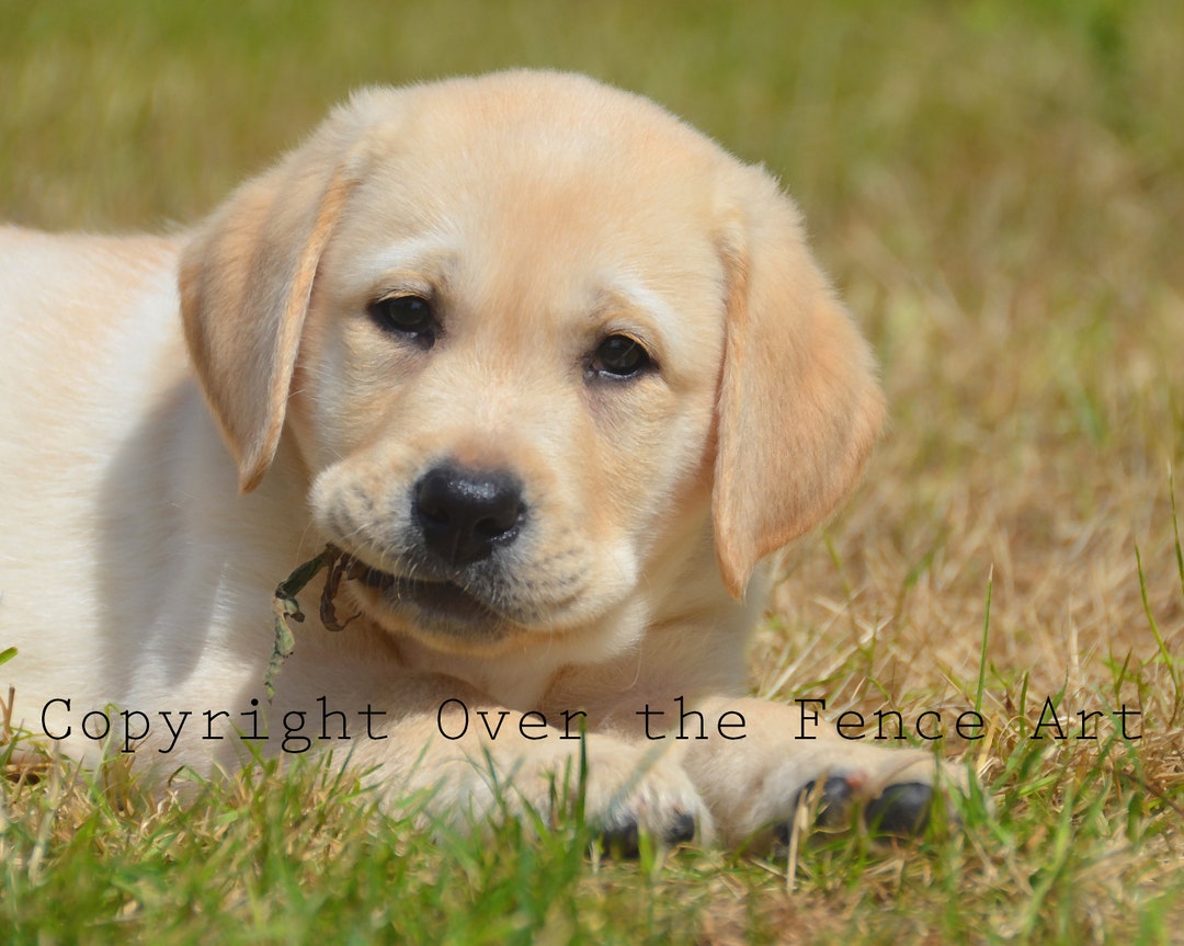 Dog Card, YELLOW LABRADOR PUPPY, Photo Greeting Card, Blank Inside, Dog ...
