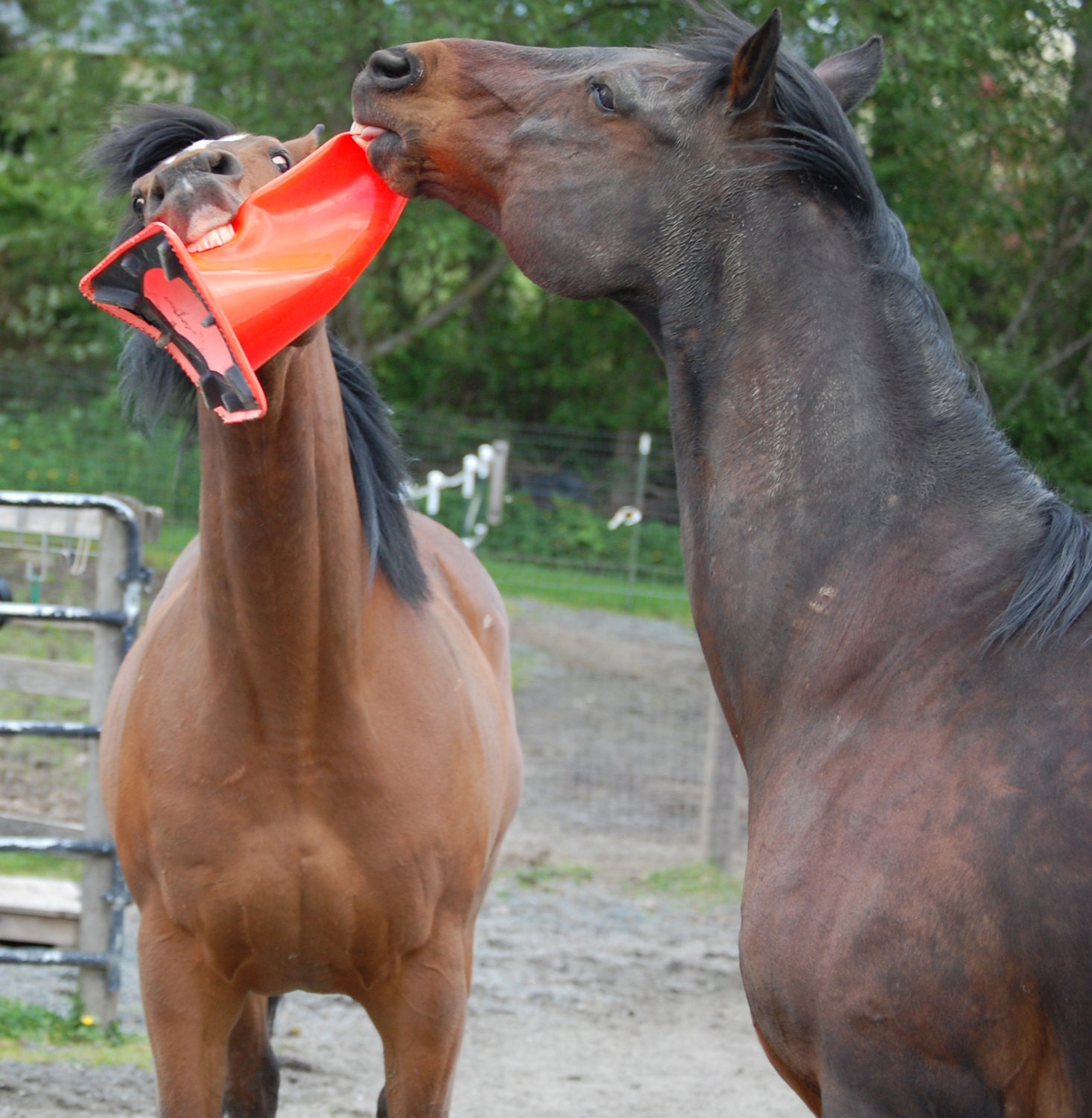 Funny Horse Photo Card Horses Play With Traffic Cone - Etsy