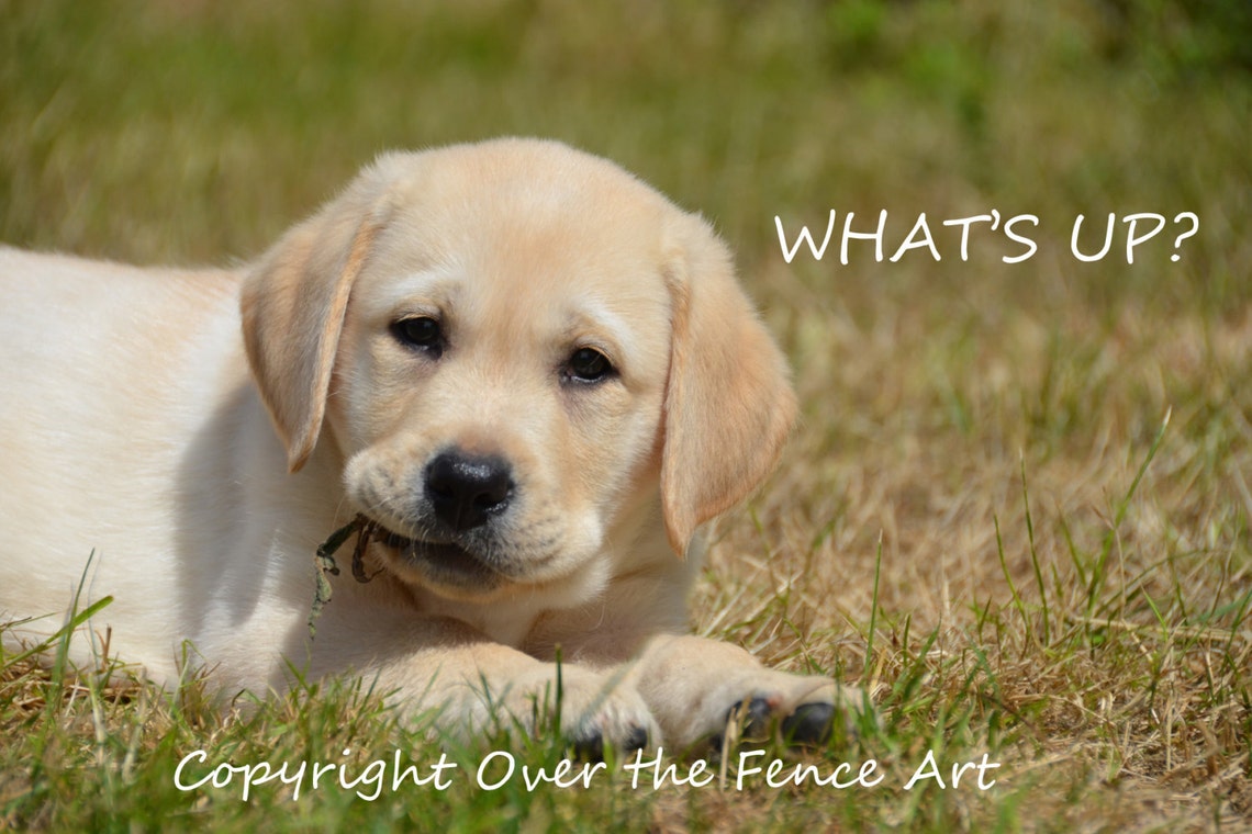 Dog Photograph Dog Card Yellow Labrador Portrait - Etsy