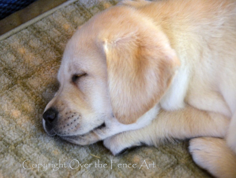 YELLOW LABRADOR PUPPY Sleeping Photo Greeting Card - Etsy
