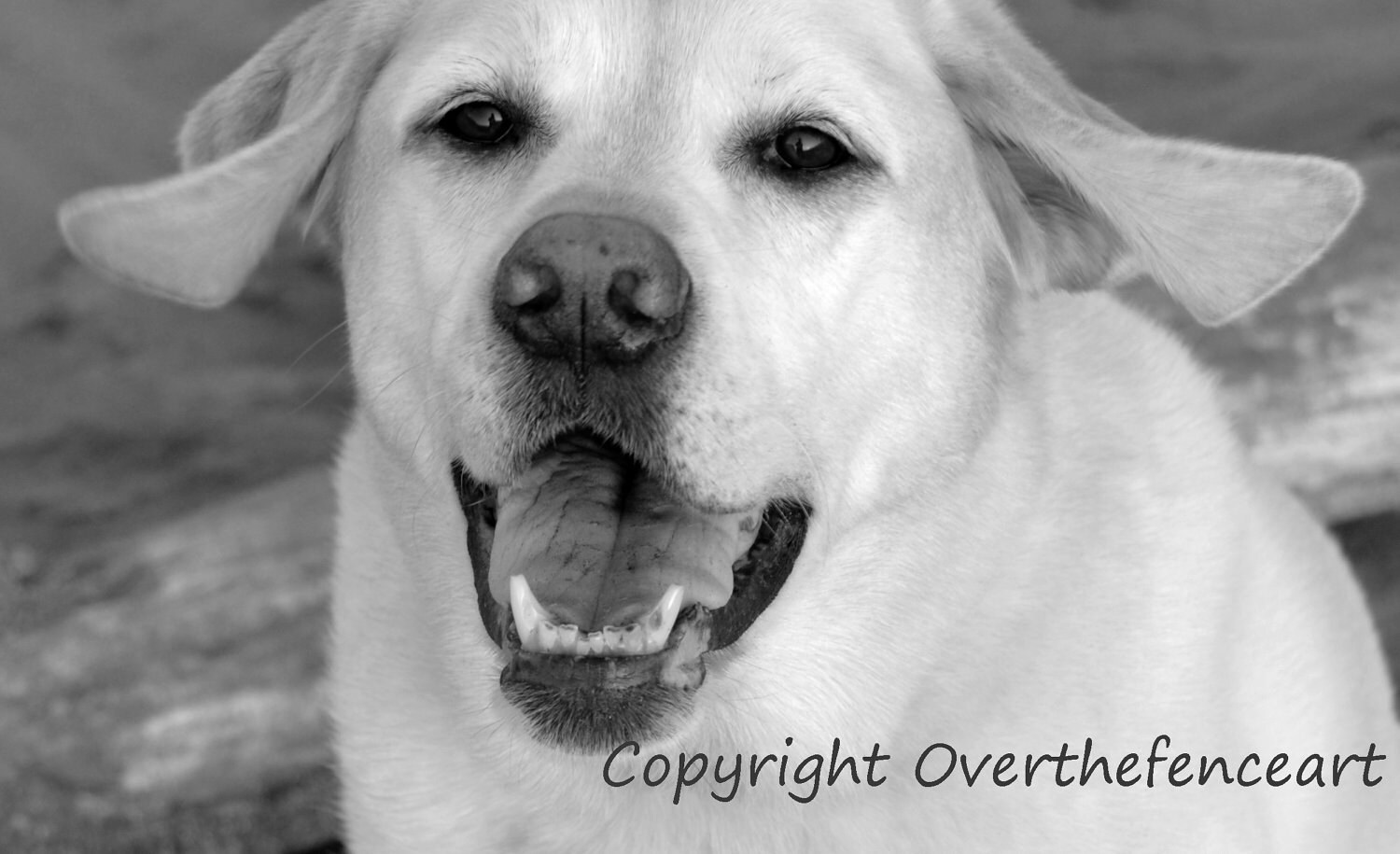 Yellow Labrador Card in Black and White Photography Yellow Lab is ...