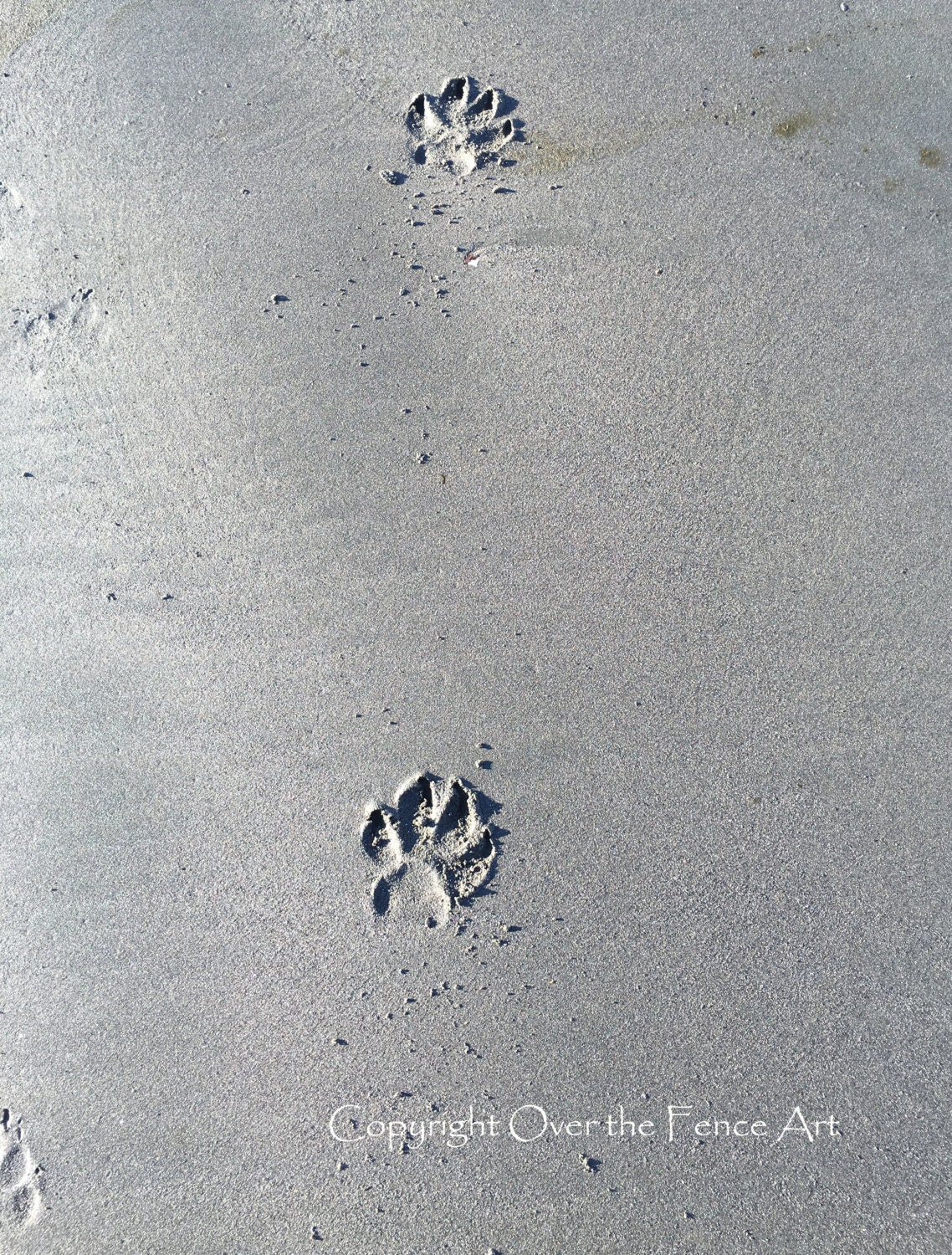 Dog Paw Print In Sand