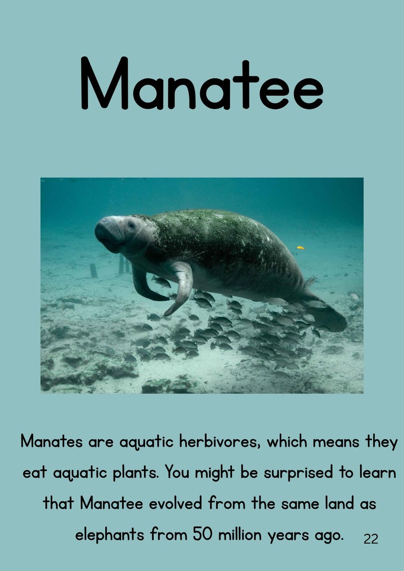 Sea Animals Informational Set for Kids - Etsy