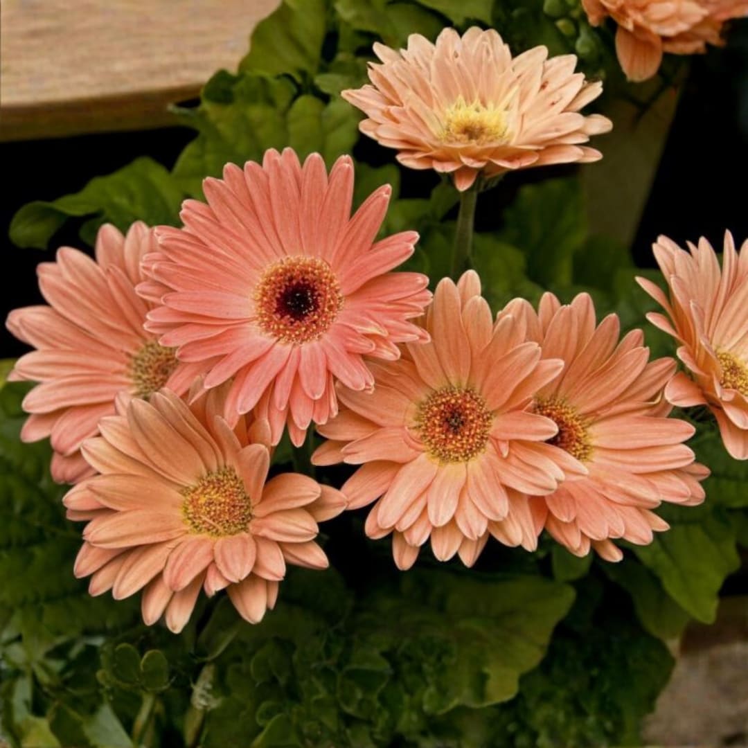 200 Light Pink Gerbera Daisy Seeds for Garden Planting Pastel Blooms ...