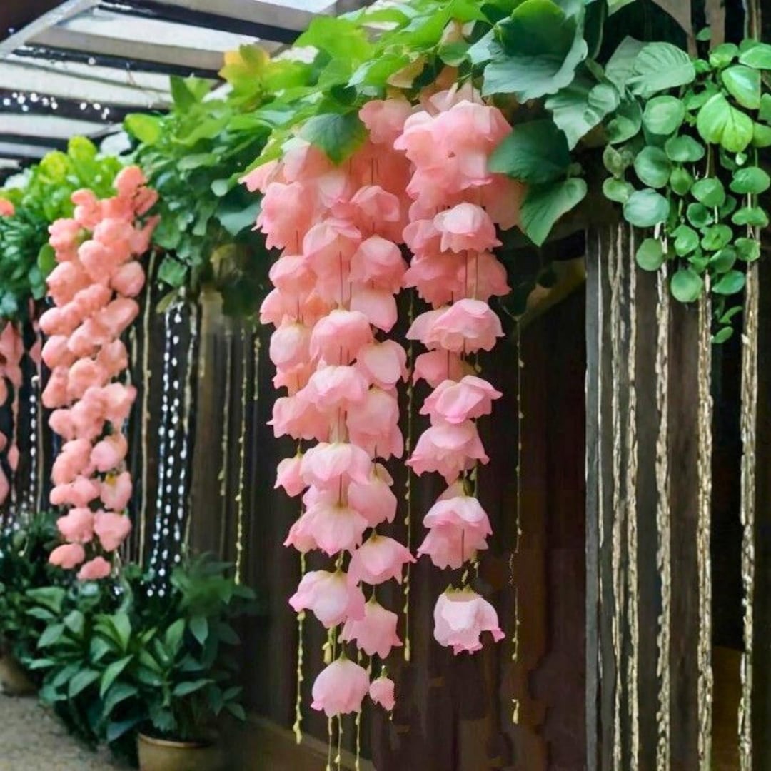 25 Light Pink Weeping Begonia Seeds Elegant Cascading Blooms Shade ...