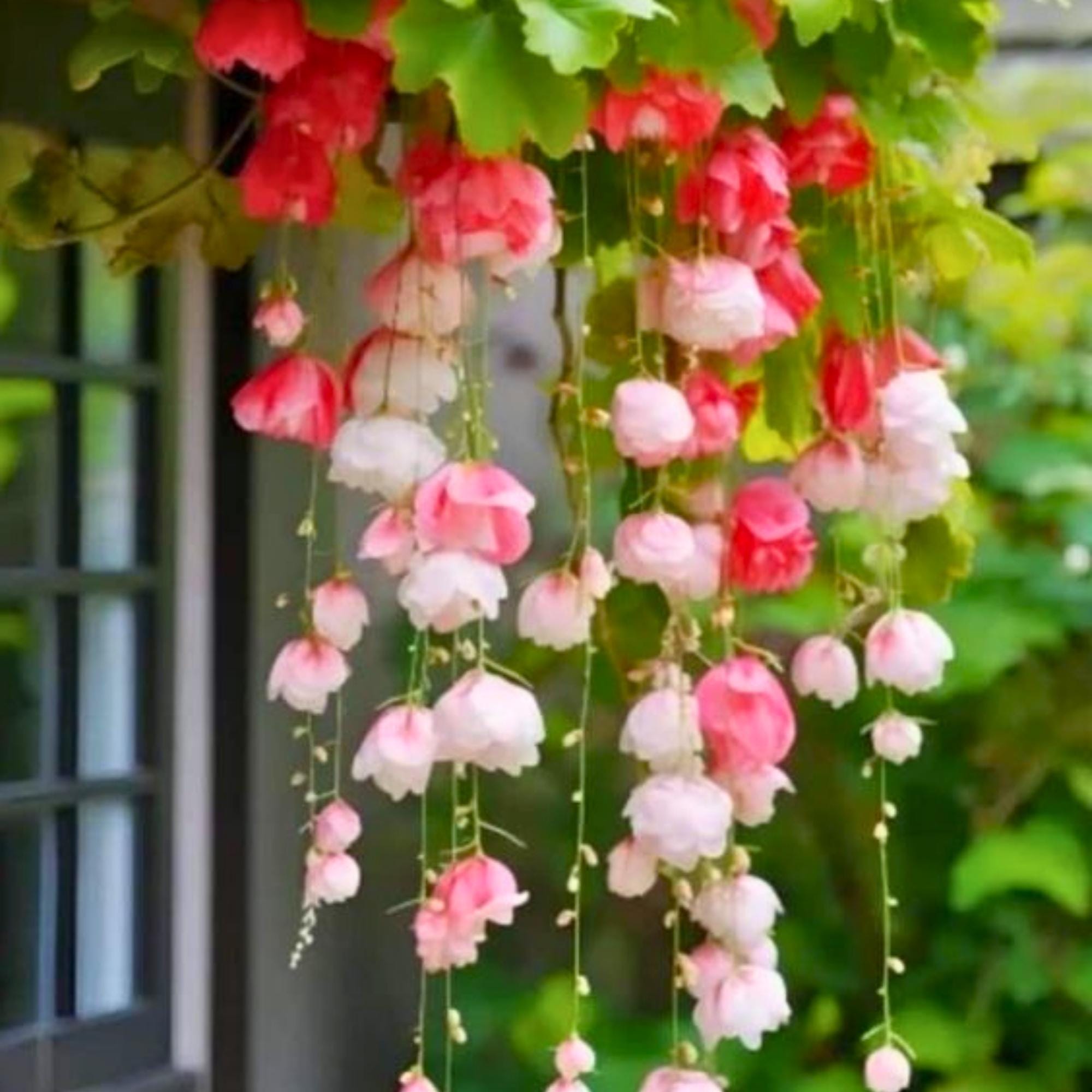 25 Red & White Weeping Begonia Seeds Cascading Bicolor Flowers Shade ...