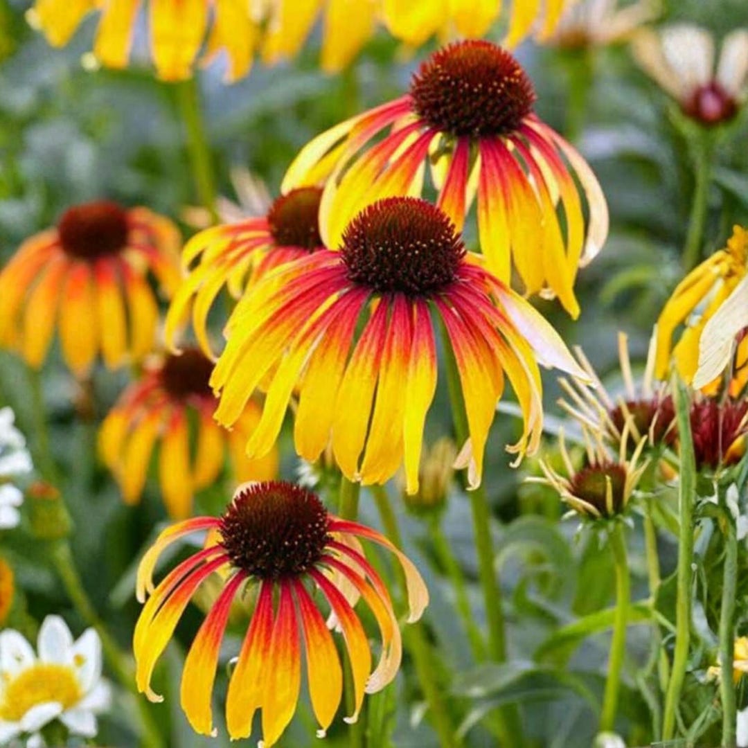 200 Sunseeker Coneflower Seeds Echinacea Mix Vibrant Daisy-like Blooms ...
