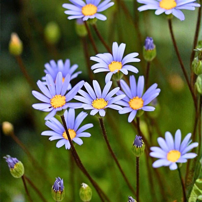 200 Blue Marguerite Daisy Seeds Soft Blue Flower for Garden Beds, Pots ...