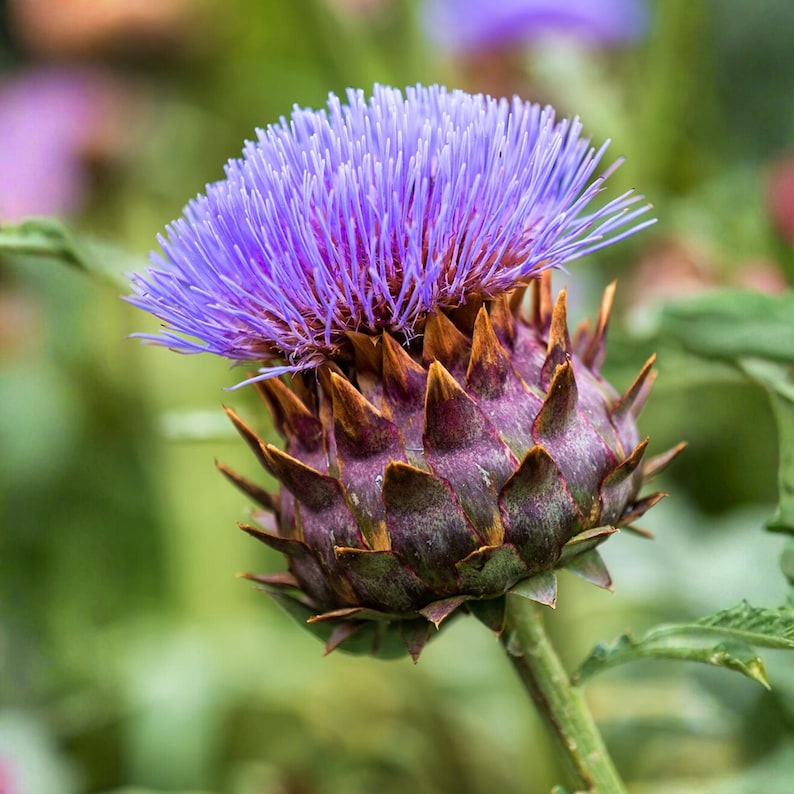 200 Globe Artichoke Thistle Seeds for Garden Planting Heirloom Cynara ...