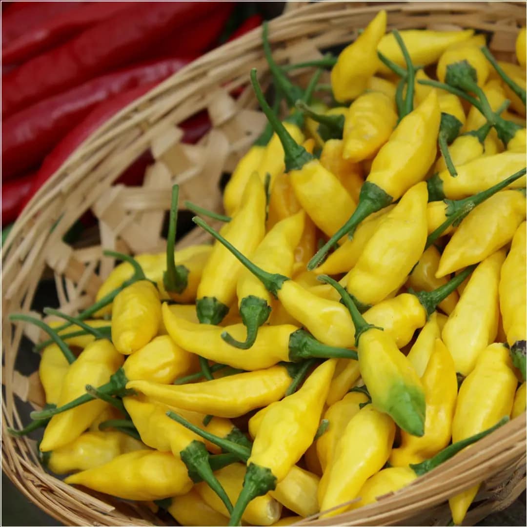 10 Aji Lemon Drop Organic Pepper Seeds - Hot Yellow Chili - Etsy