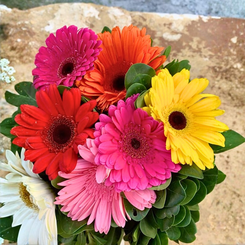 200 California Giants Mix Gerbera Daisy Seeds Large Colorful Blooms ...