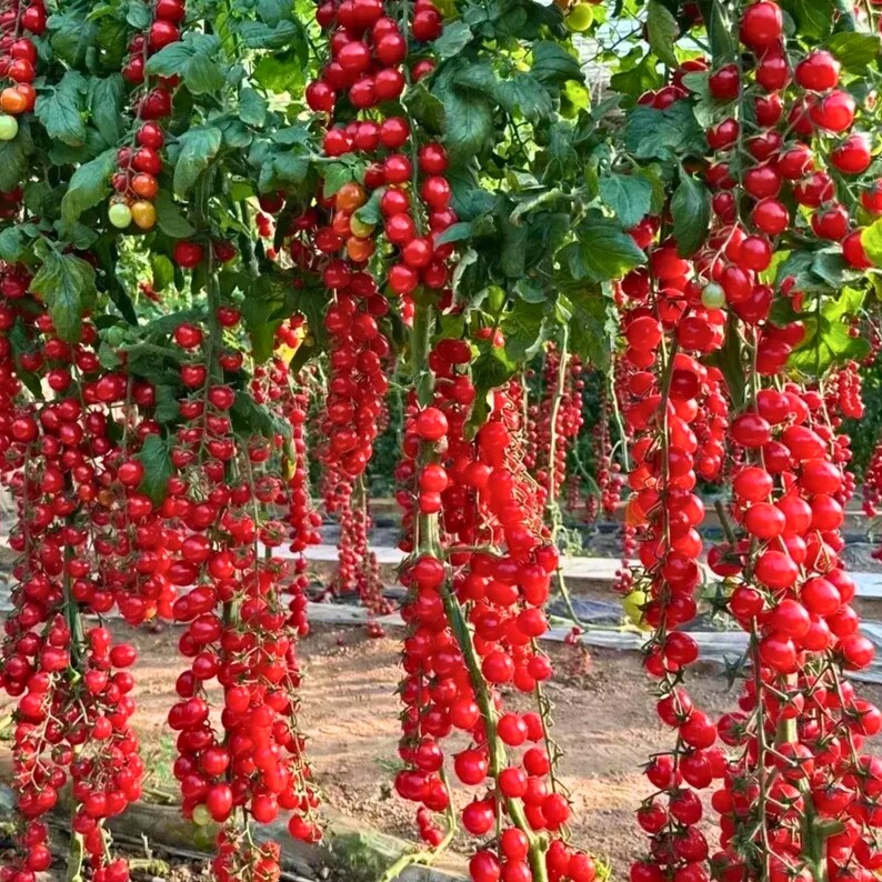 150+ Waterfall Cherry Tomato Seeds | Ultra Sweet Non-gmo Heirloom ...