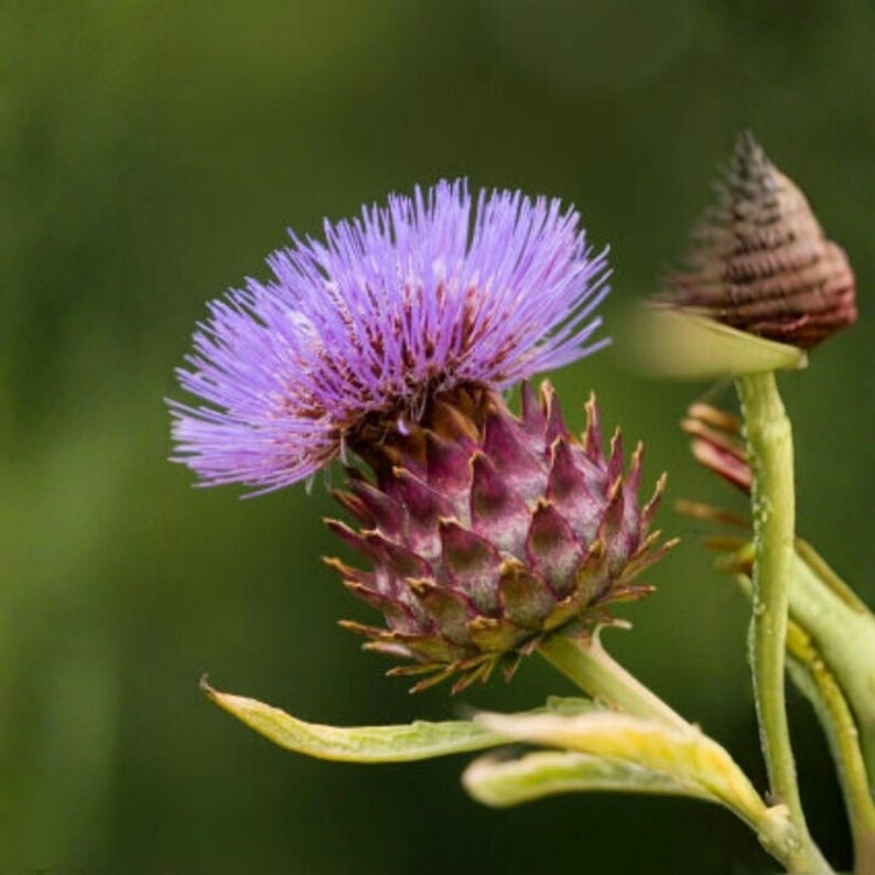 200 Globe Artichoke Thistle Seeds for Garden Planting Heirloom Cynara ...