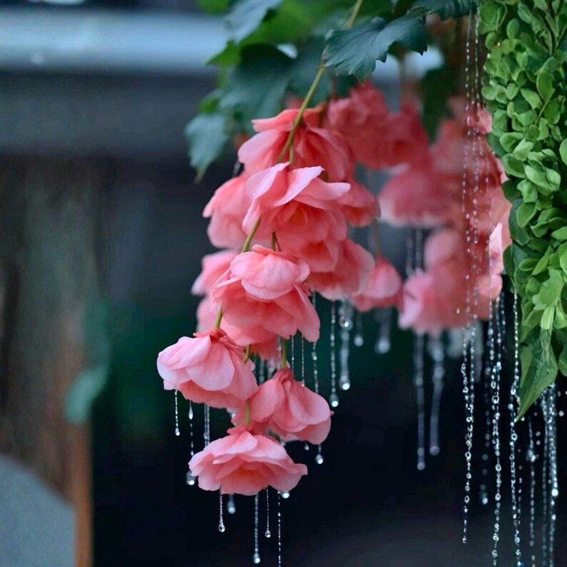 25 Light Pink Weeping Begonia Seeds Elegant Cascading Blooms Shade ...