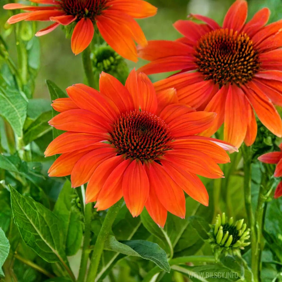 200 Sunburst Coneflower Seeds Bright Echinacea Mix Vibrant Daisy-style ...