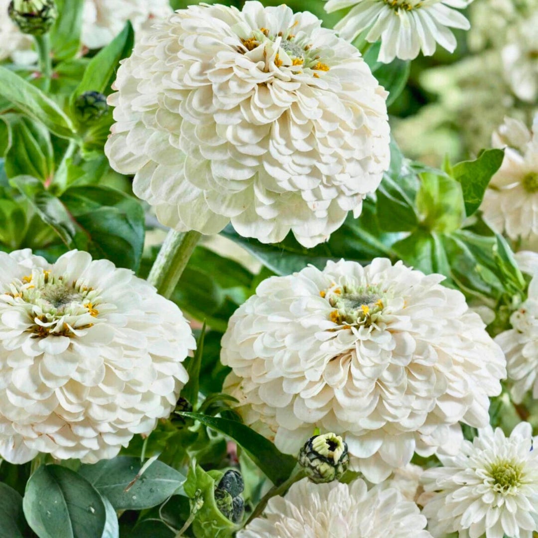 100 Oklahoma White Zinnia Seeds Pure Cut Flower & Summer Garden Seeds ...