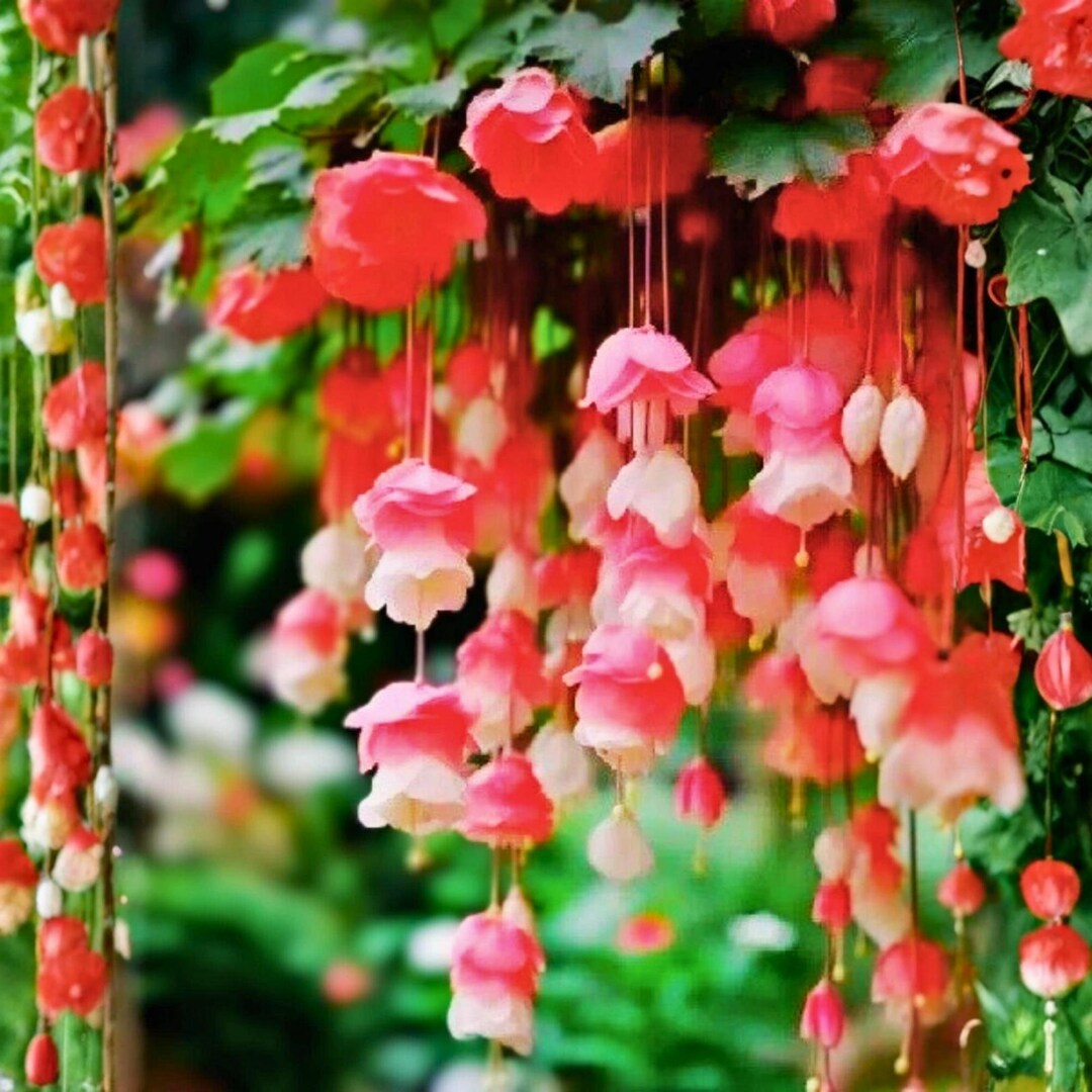 25 Red Weeping Begonia Seeds Cascading Hanging Basket Begonia Shade ...