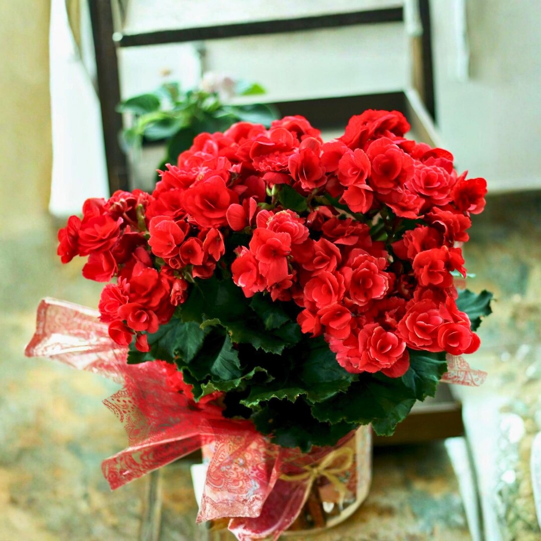 25 Red Begonia Seeds Bright Blooming Shade Flower Ornamental Garden ...