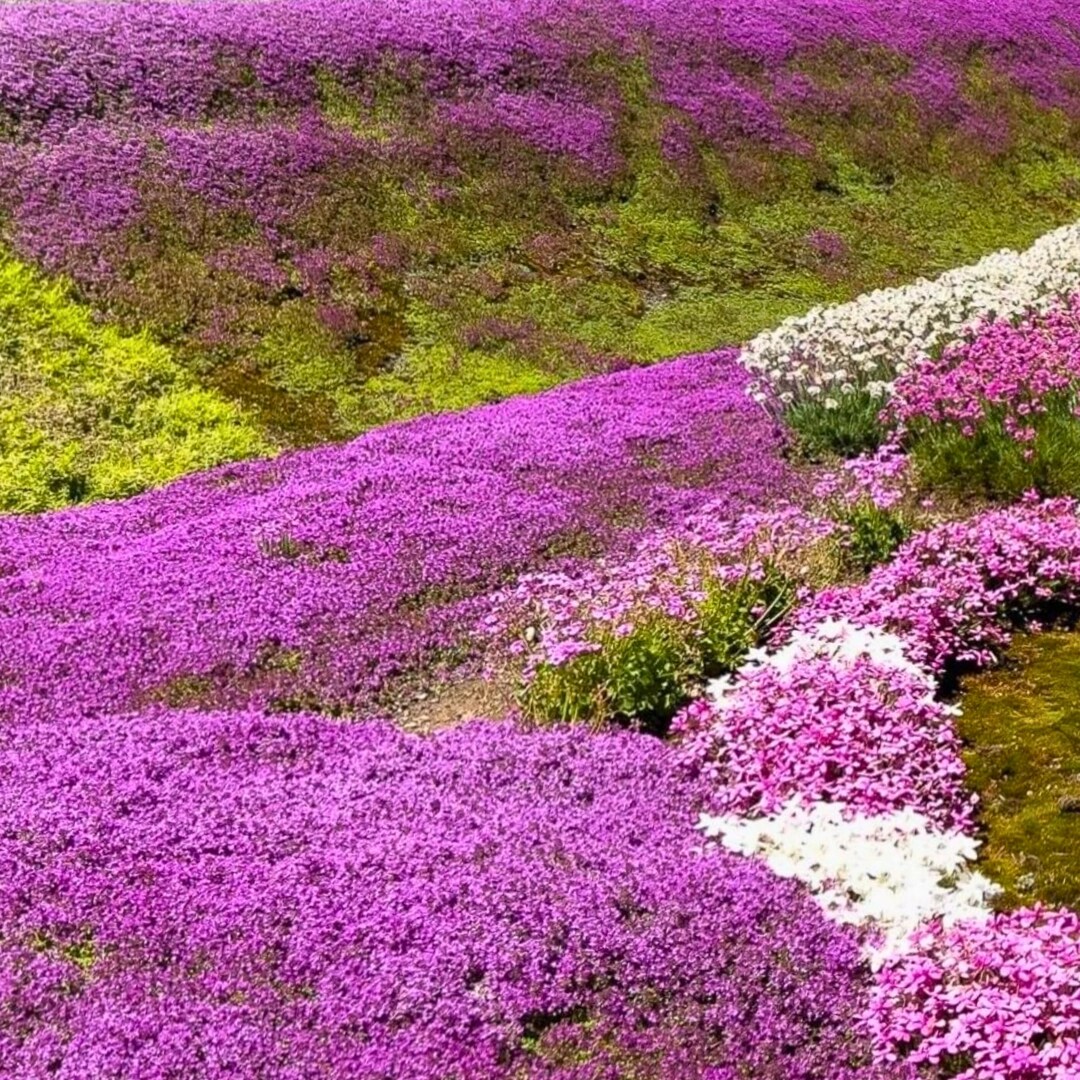 1000+ Creeping Thyme Seeds – Thymus Serpyllum – Fragrant Purple ...