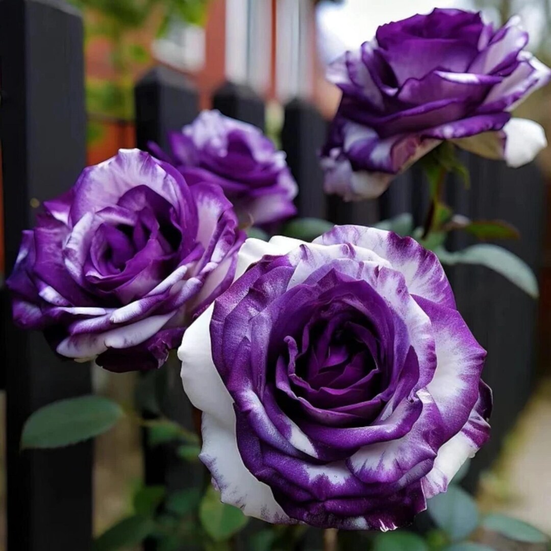 20 Rare Purple & White Twin Rose Seeds Non-gmo | Unique Heirloom Garden ...