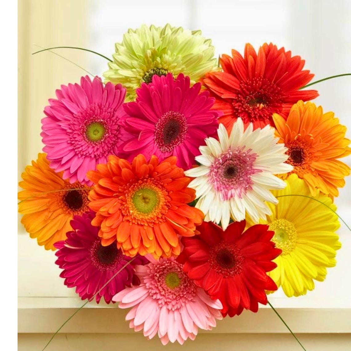 200 semillas de gerbera Jameson II Mix, flores de jardín de colores ...