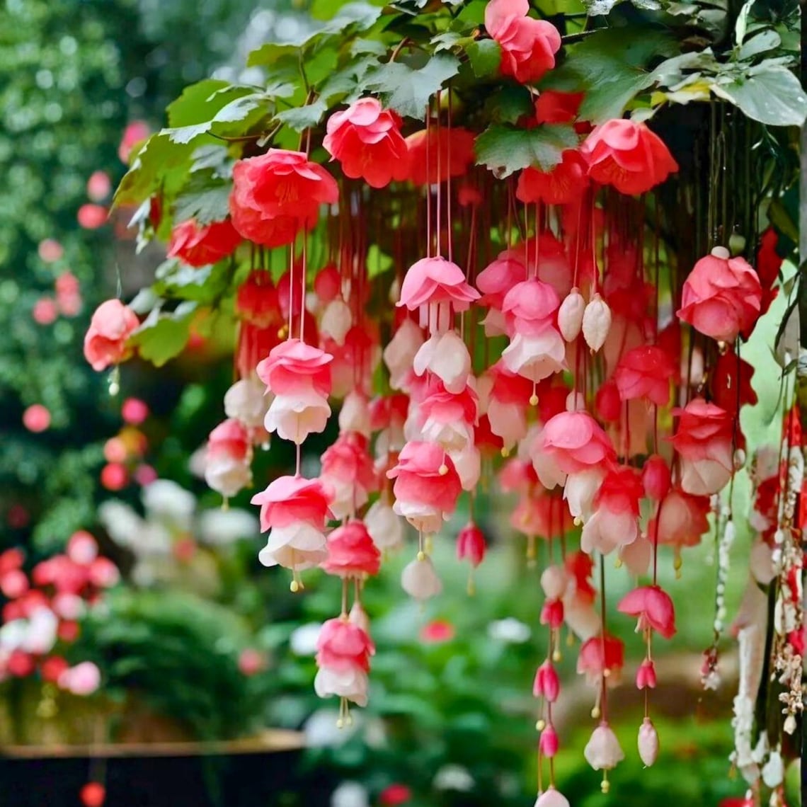 25 Red & White Weeping Begonia Seeds Cascading Bicolor Flowers Shade ...